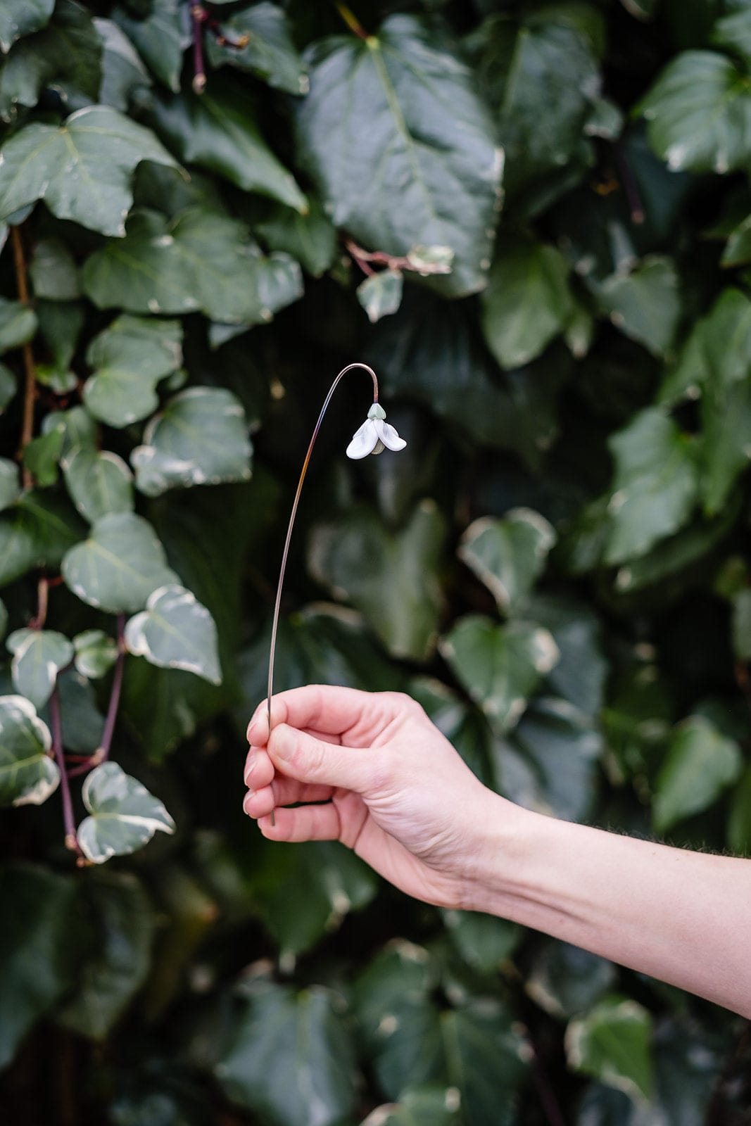 Individual Snowdrop glass Flower Stem – theglassflorist